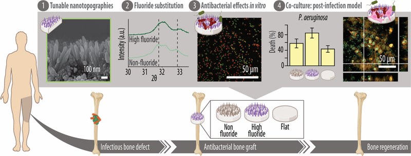 New publication on an antibiotic-free strategy for enhancing the long ...